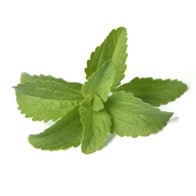 The stevia plant Stevia rebaudiana