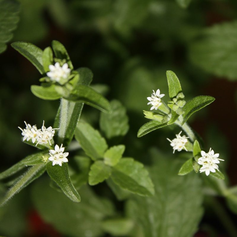 The stevia plant Stevia rebaudiana