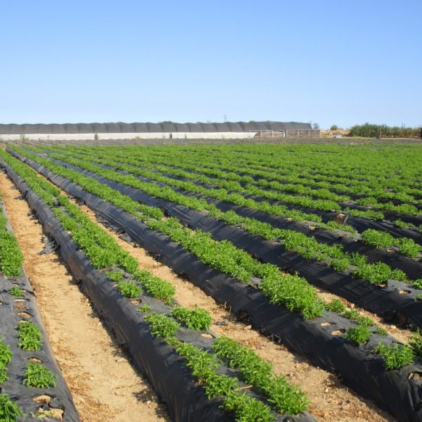 Production + processing of Stevia